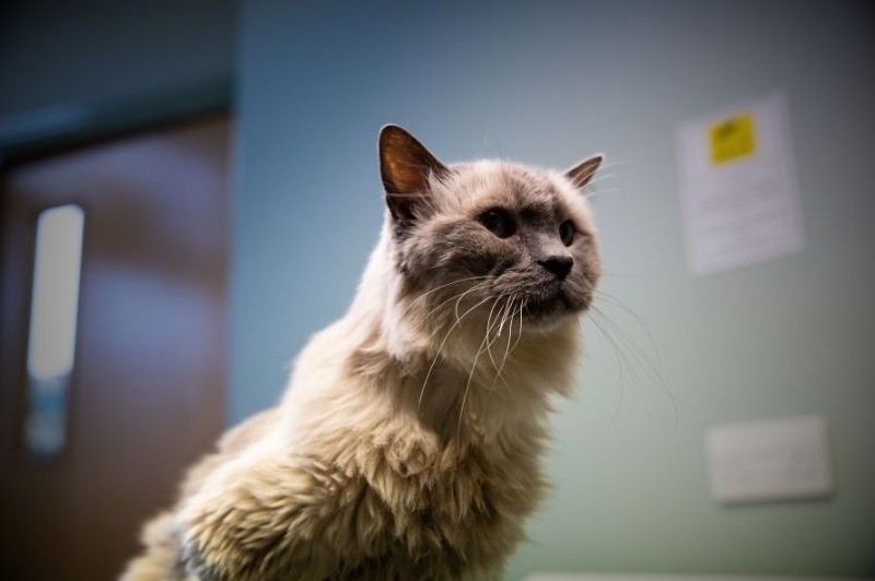 Cat Vaccinations | Vets in Gillingham - Margetts & Associates